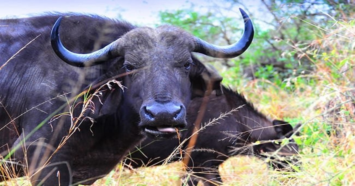 दूध उत्पादन करताय? 'या' 4 जातींच्या म्हशी ठरत आहेत फायदेशीर